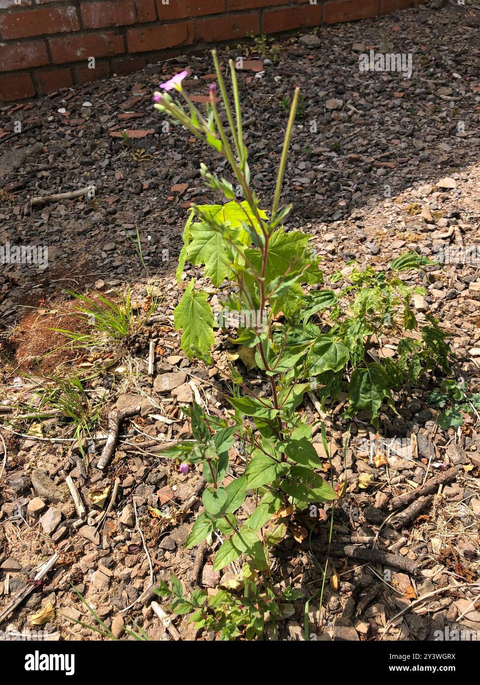 Broad-leaved Willowherb (Epilobium montanum) Plantae Stock Photo - Alamy