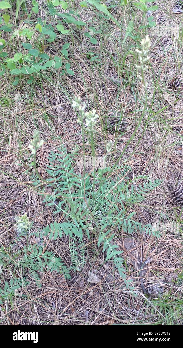 field locoweed (Oxytropis campestris) Plantae Stock Photo - Alamy
