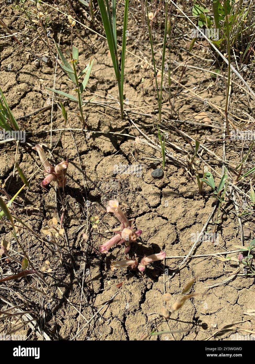 clustered broomrape (Aphyllon fasciculatum) Plantae Stock Photo - Alamy