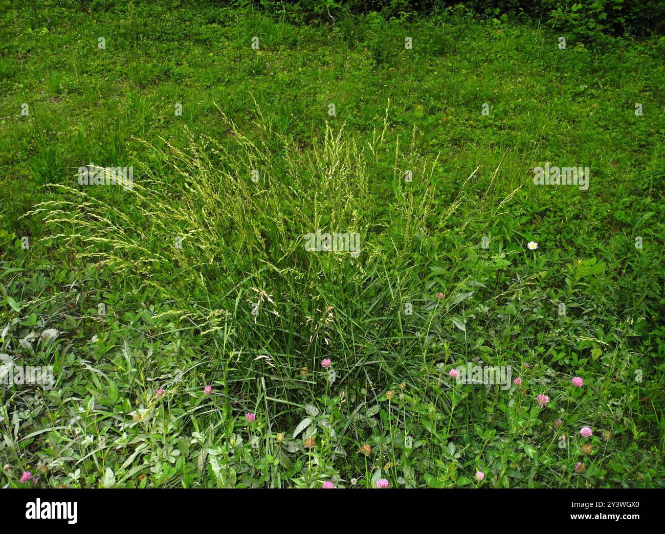 Ryegrasses (Lolium) Plantae Stock Photo - Alamy