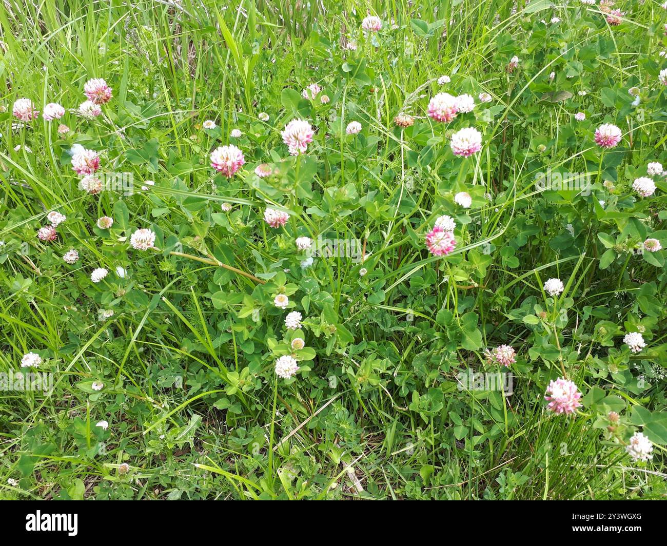 Alsike clover (Trifolium hybridum) Plantae Stock Photo - Alamy