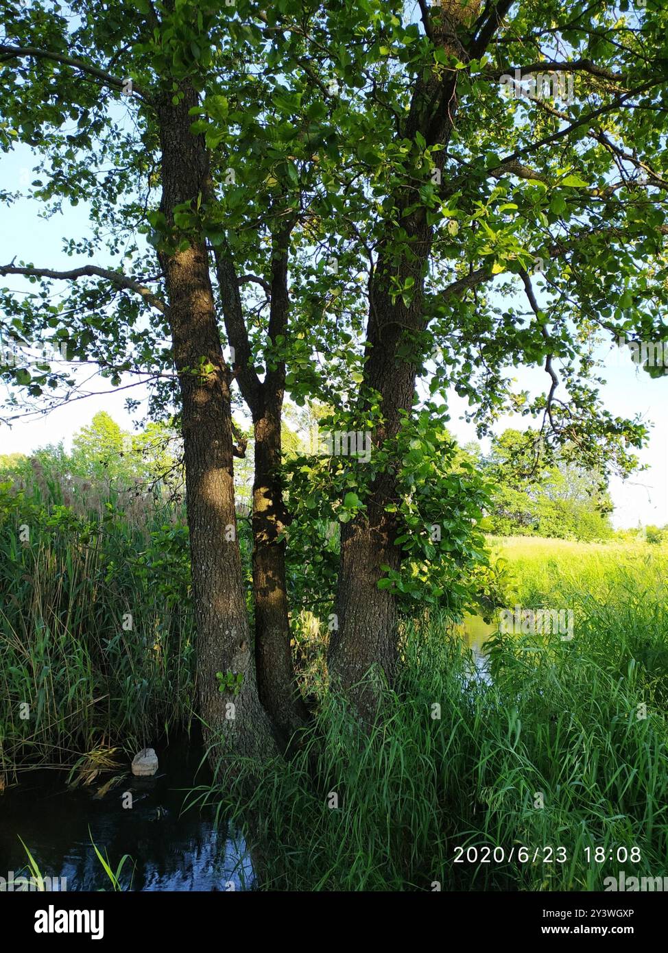common alder (Alnus glutinosa) Plantae Stock Photo - Alamy