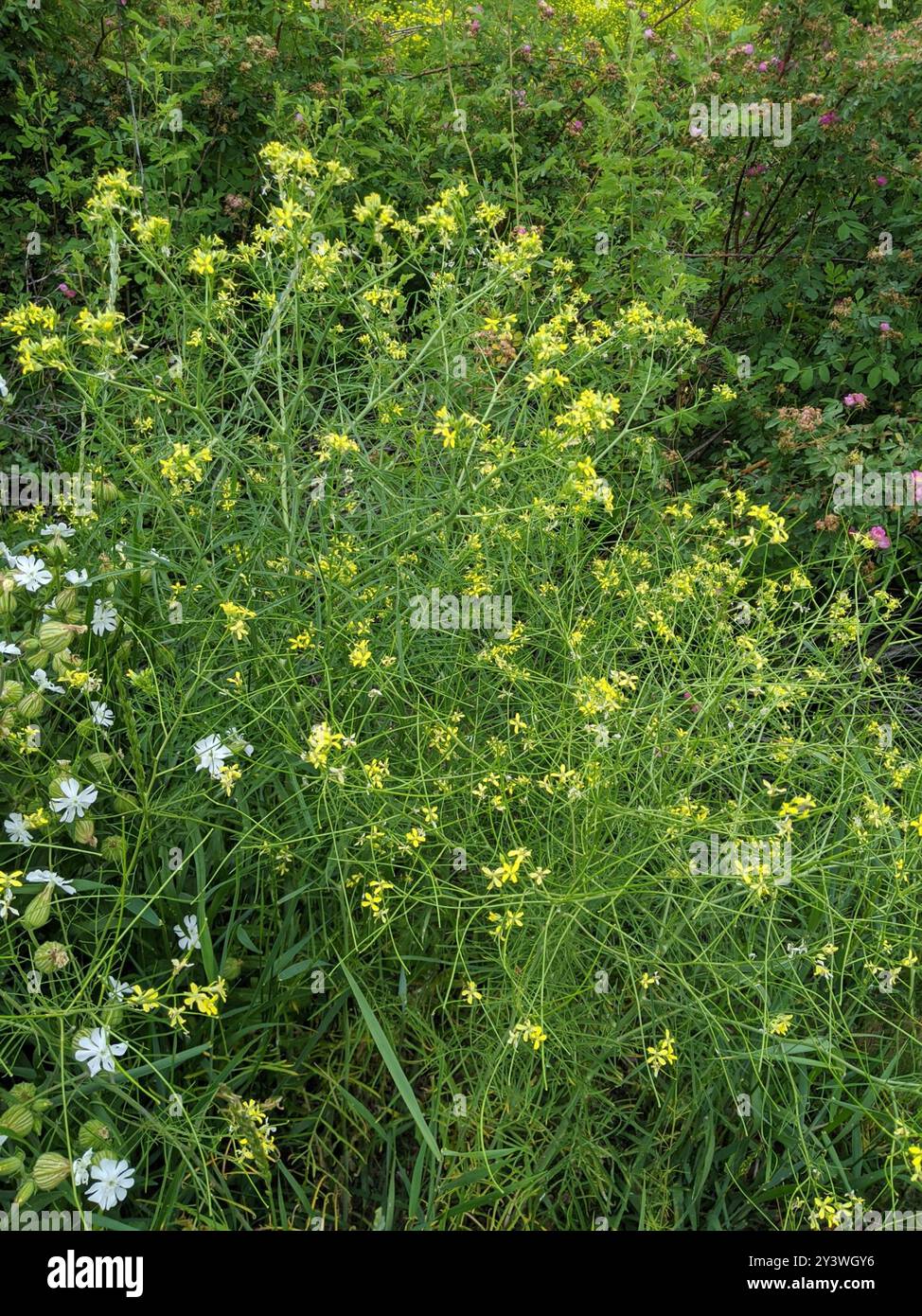 Tall Tumblemustard (Sisymbrium altissimum) Plantae Stock Photo - Alamy