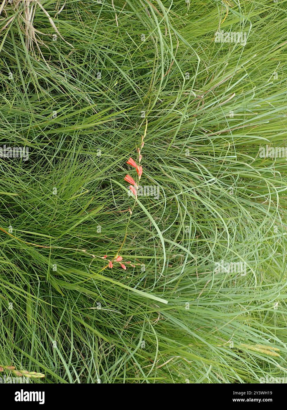 Red Triton (Tritonia disticha) Plantae Stock Photo - Alamy