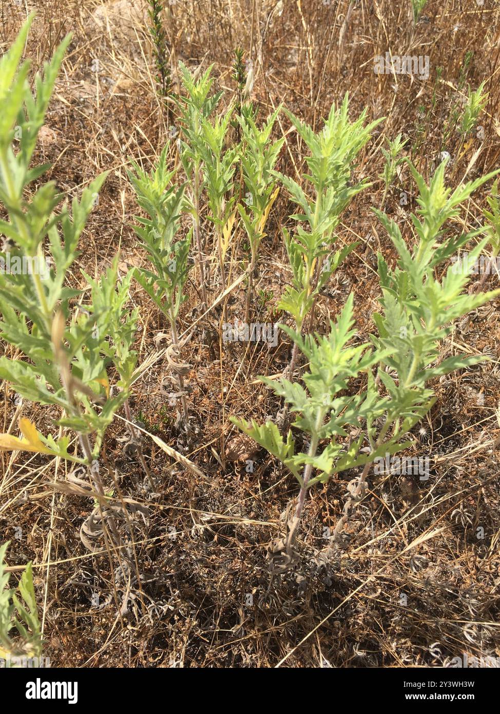 western ragweed (Ambrosia psilostachya) Plantae Stock Photo - Alamy