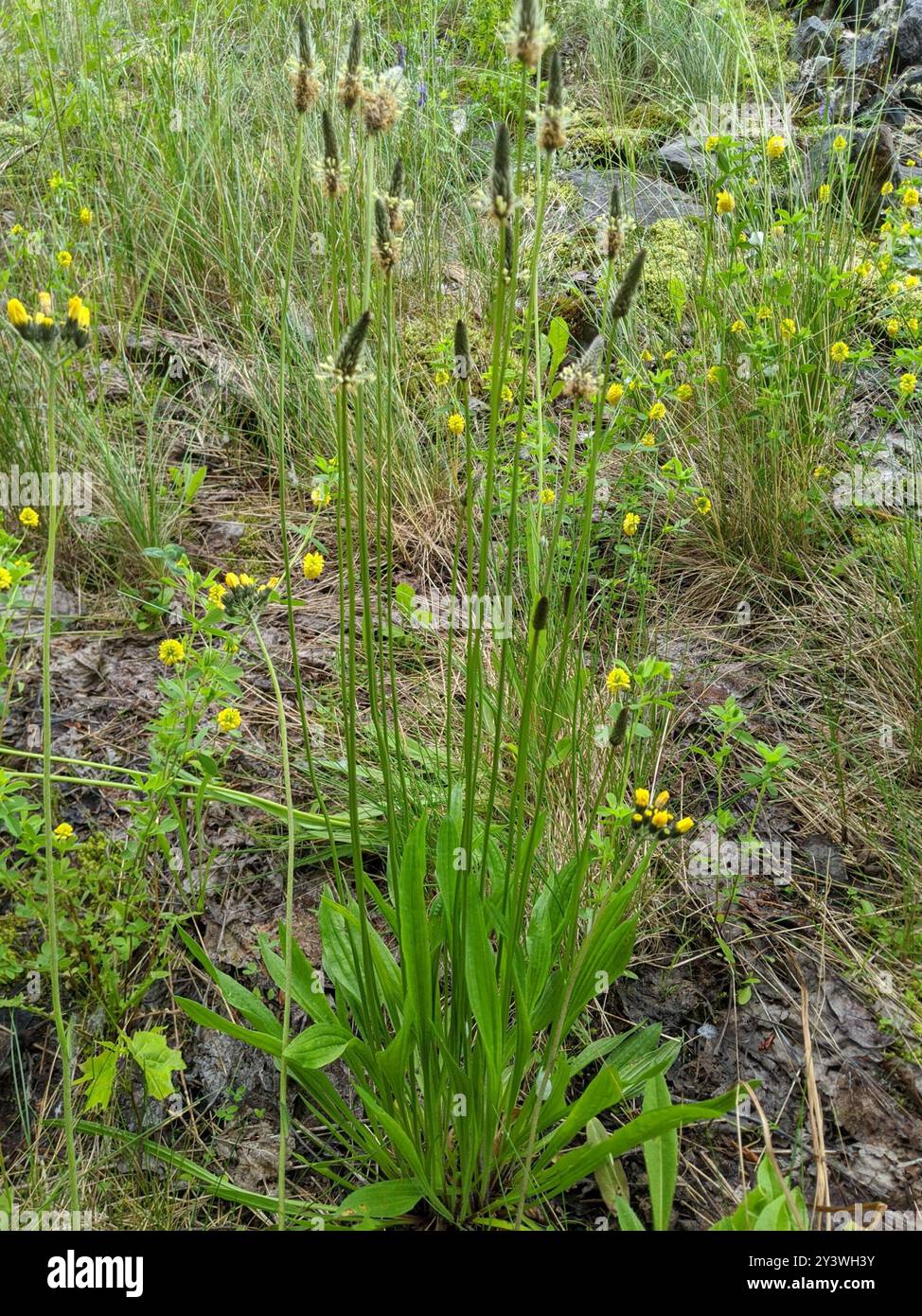 ribwort plantain (Plantago lanceolata) Plantae Stock Photo - Alamy