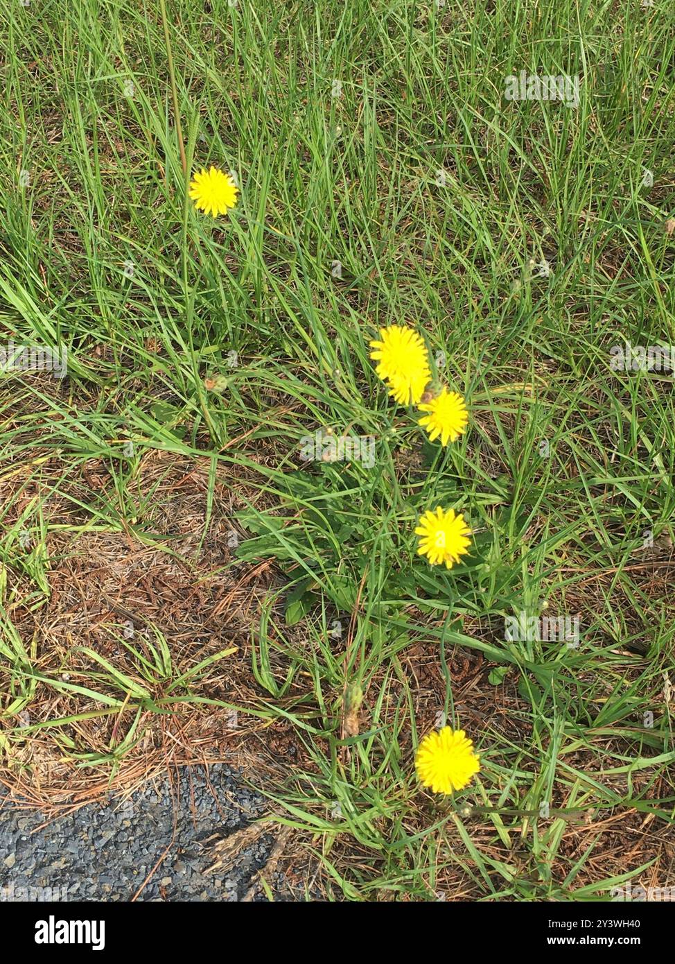 Common Cat's-ear (Hypochaeris radicata) Plantae Stock Photo - Alamy