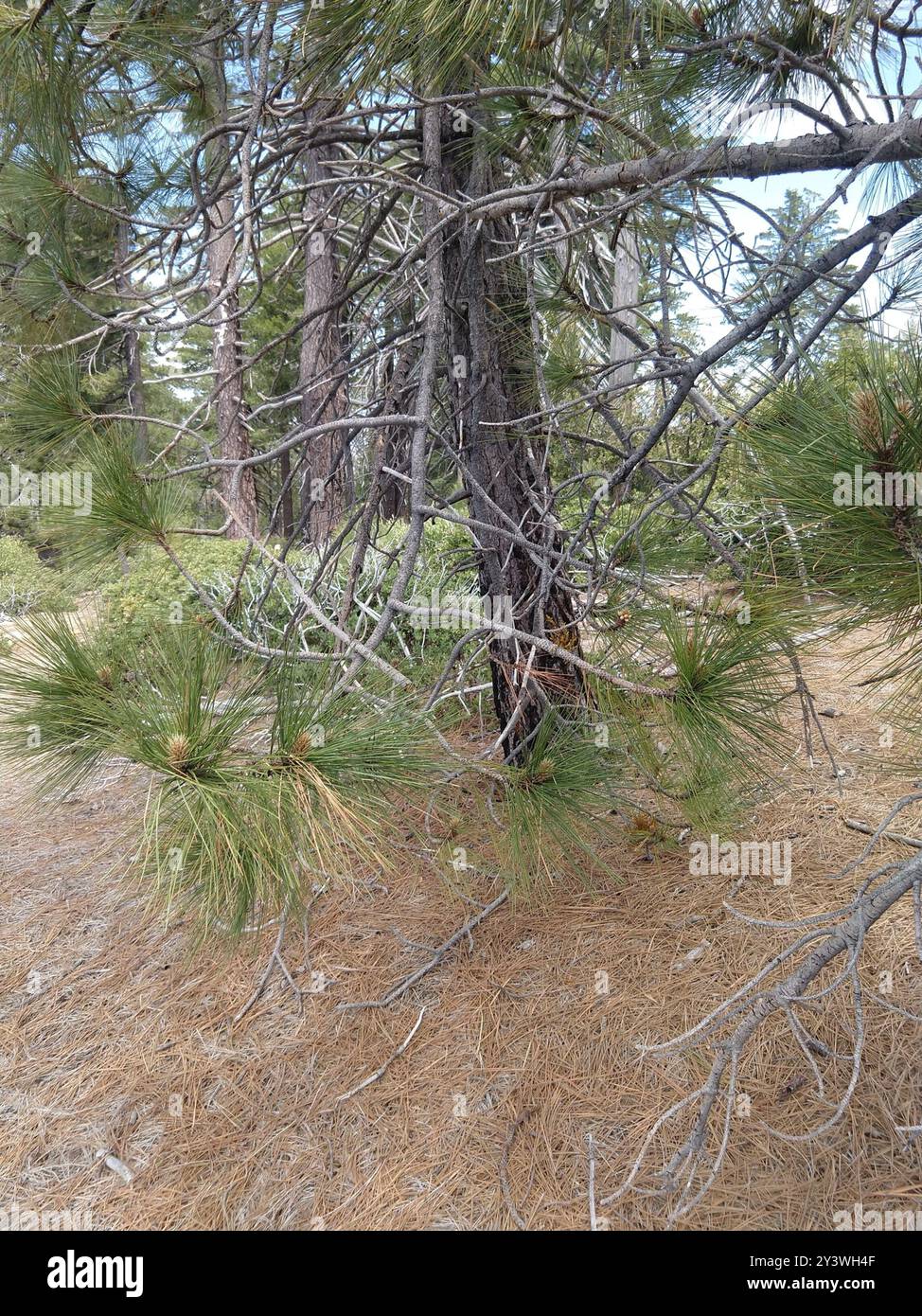 Western Dwarf-Mistletoe (Arceuthobium campylopodum) Plantae Stock Photo ...