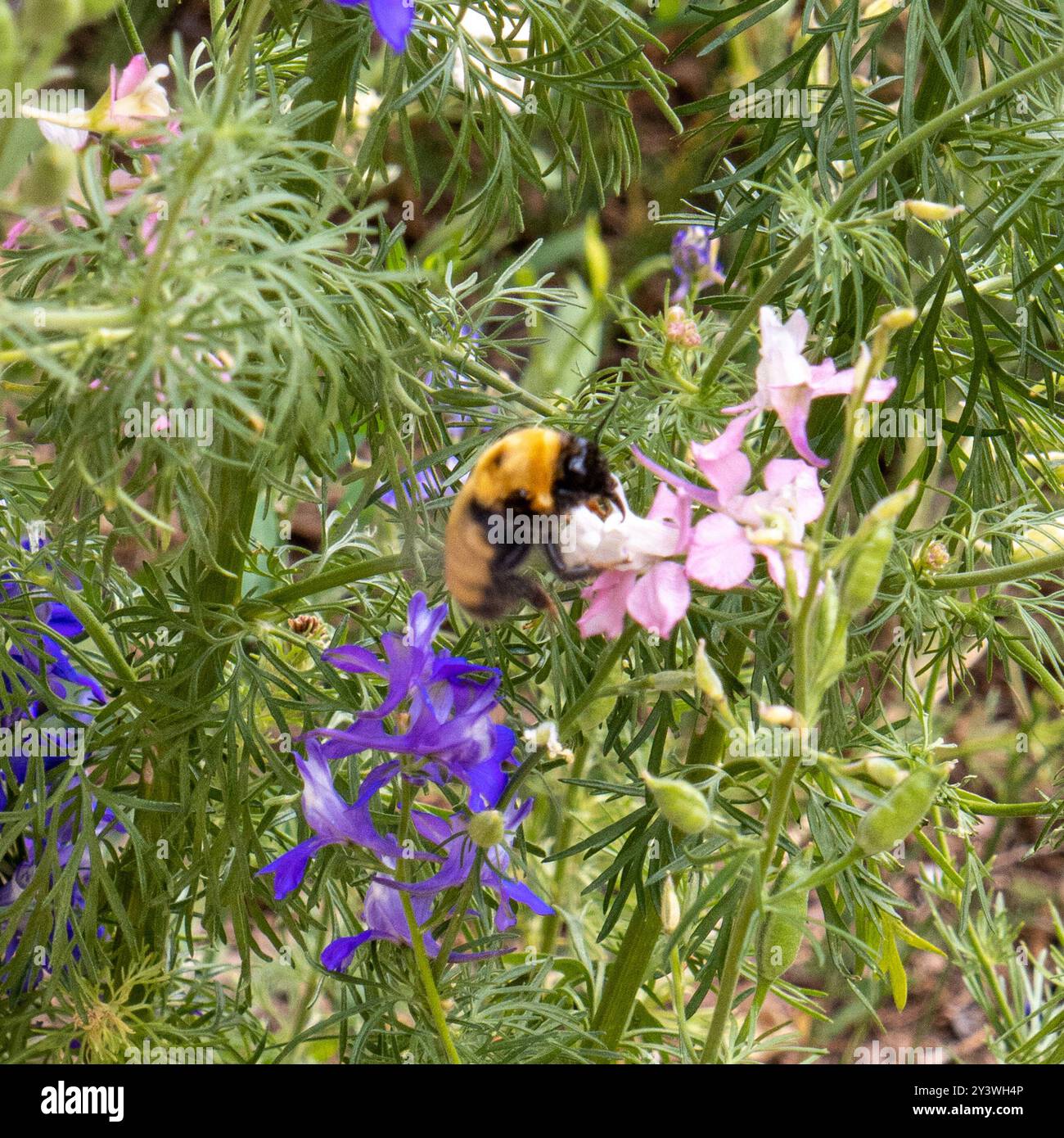 Nevada Bumble Bee (Bombus nevadensis) Insecta Stock Photo - Alamy