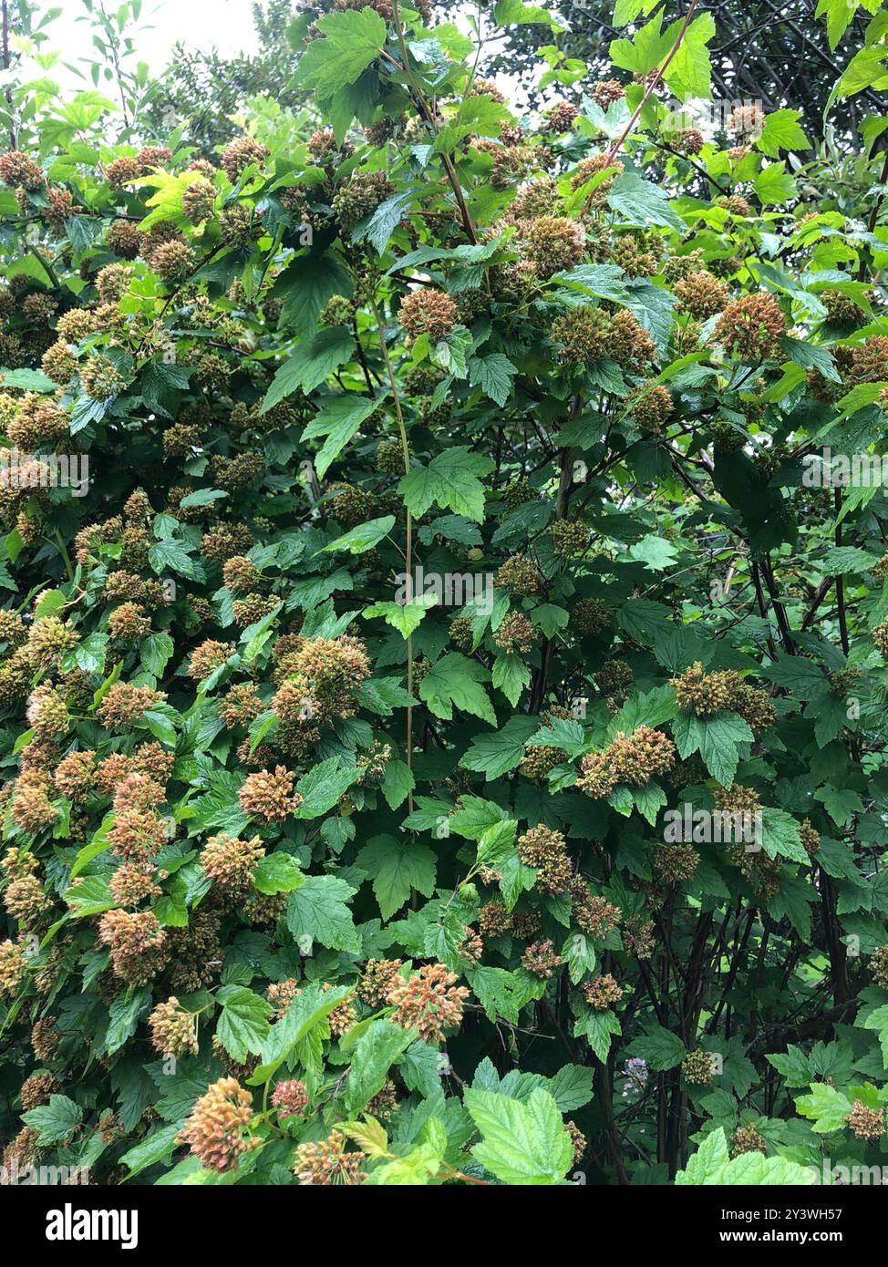 Pacific ninebark (Physocarpus capitatus) Plantae Stock Photo - Alamy