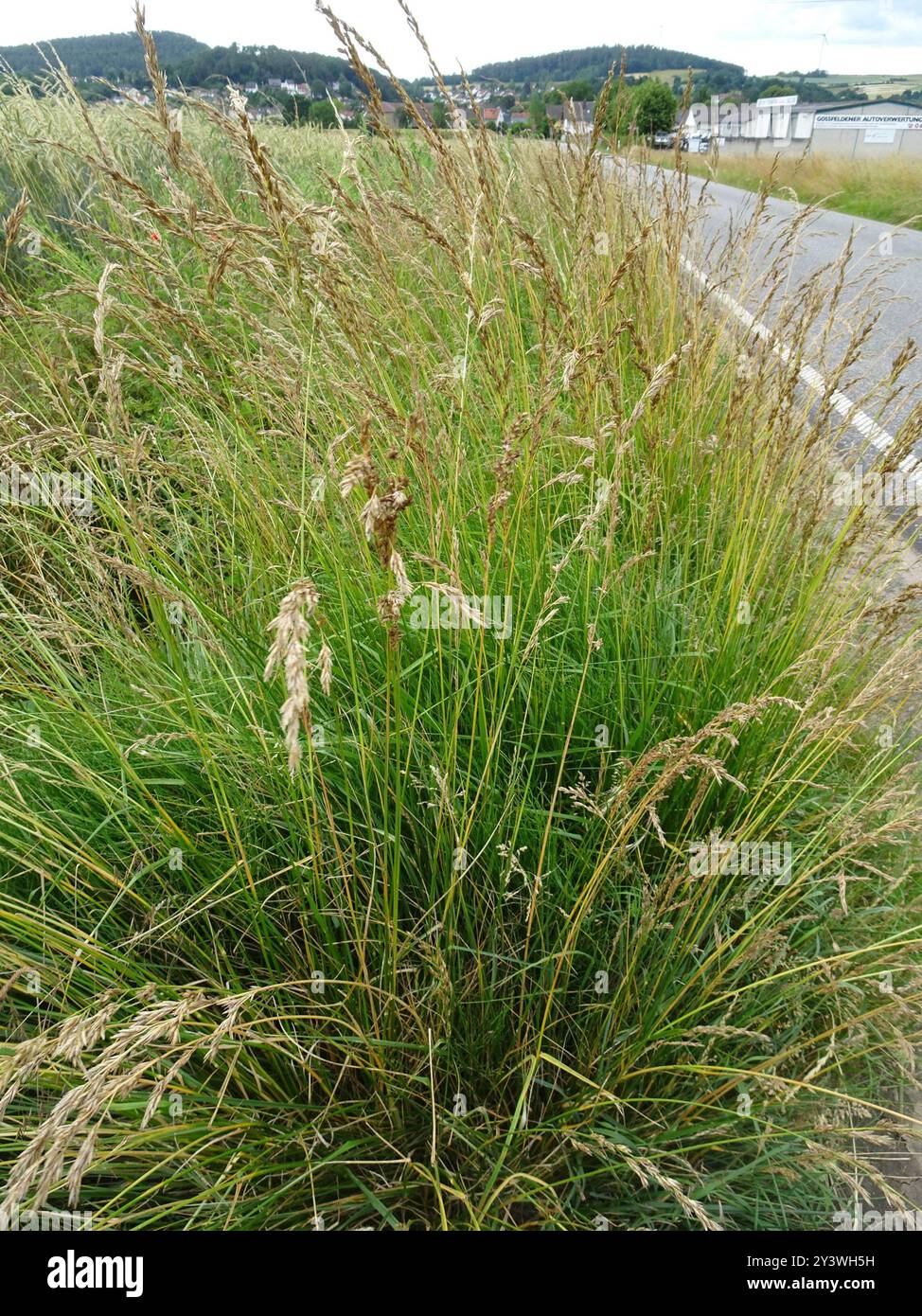tall fescue (Lolium arundinaceum) Plantae Stock Photo - Alamy