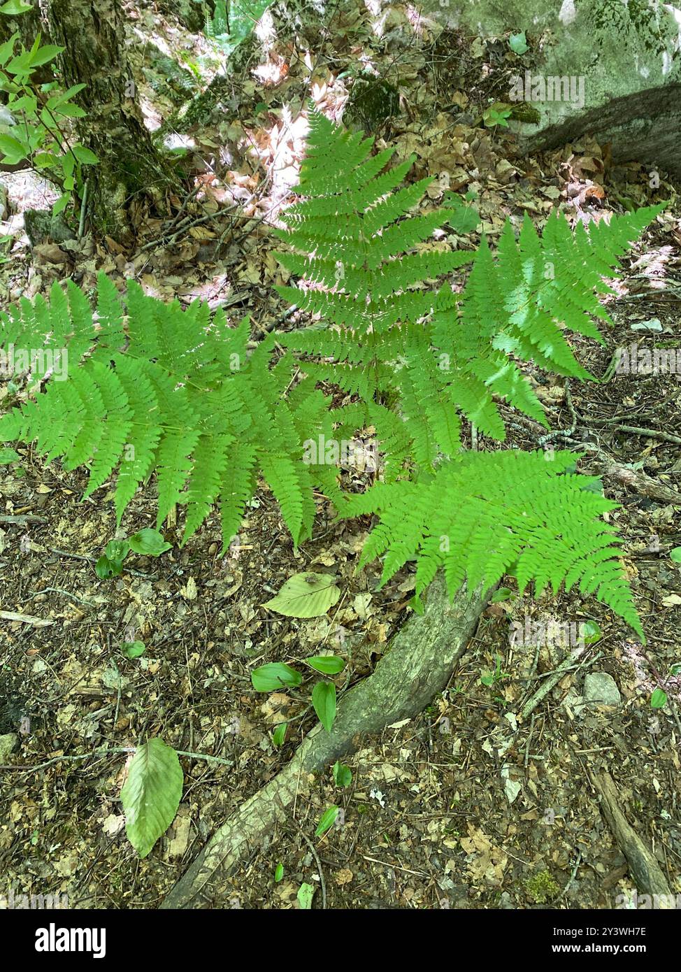 intermediate wood fern (Dryopteris intermedia) Plantae Stock Photo - Alamy