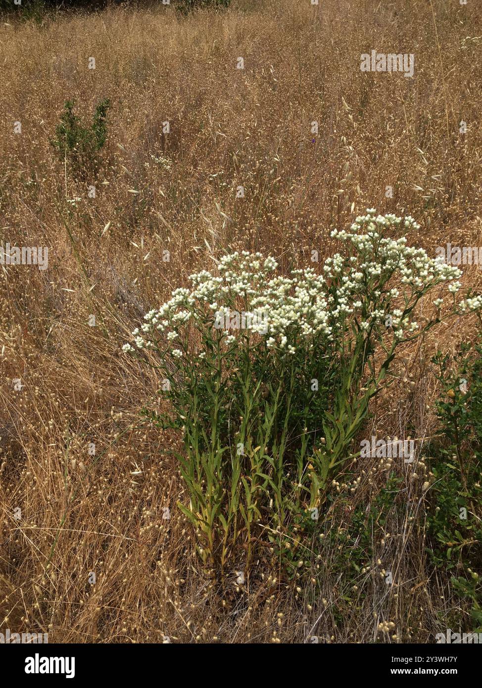 California cudweed (Pseudognaphalium californicum) Plantae Stock Photo ...