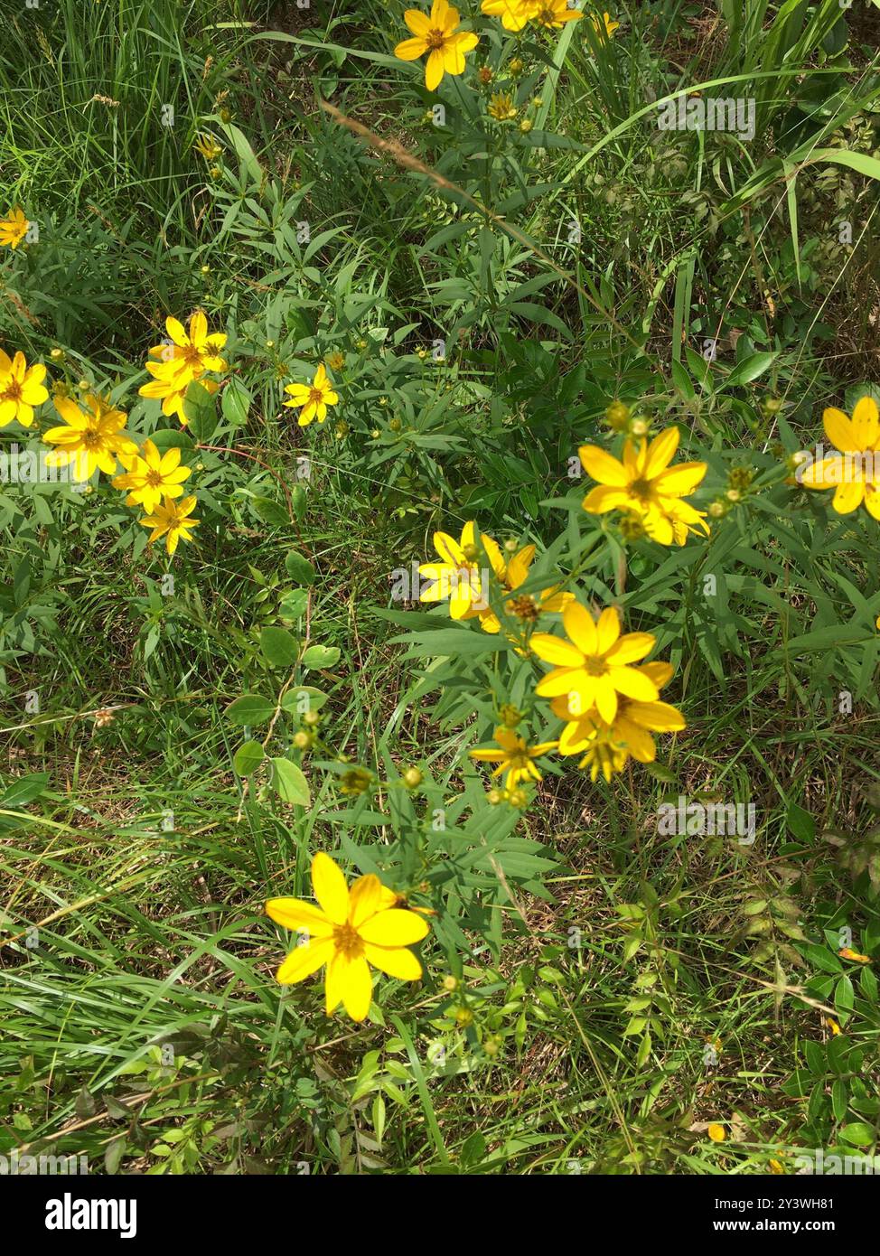 Greater Tickseed (Coreopsis major) Plantae Stock Photo - Alamy