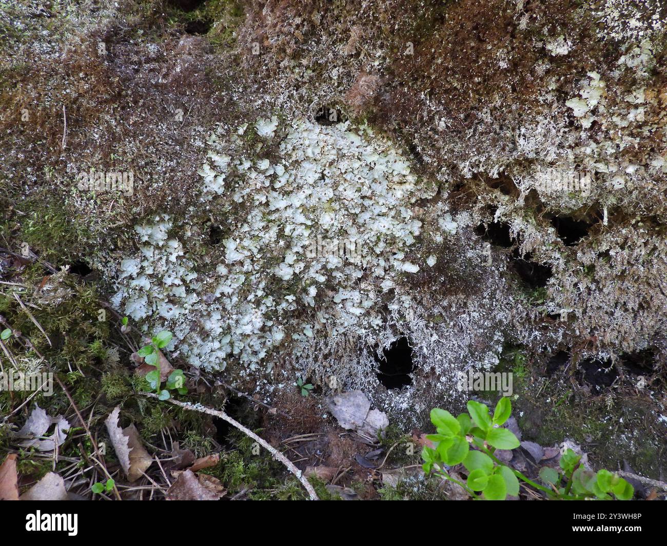 Common Chocolate Chip Lichen (Solorina saccata) Fungi Stock Photo - Alamy