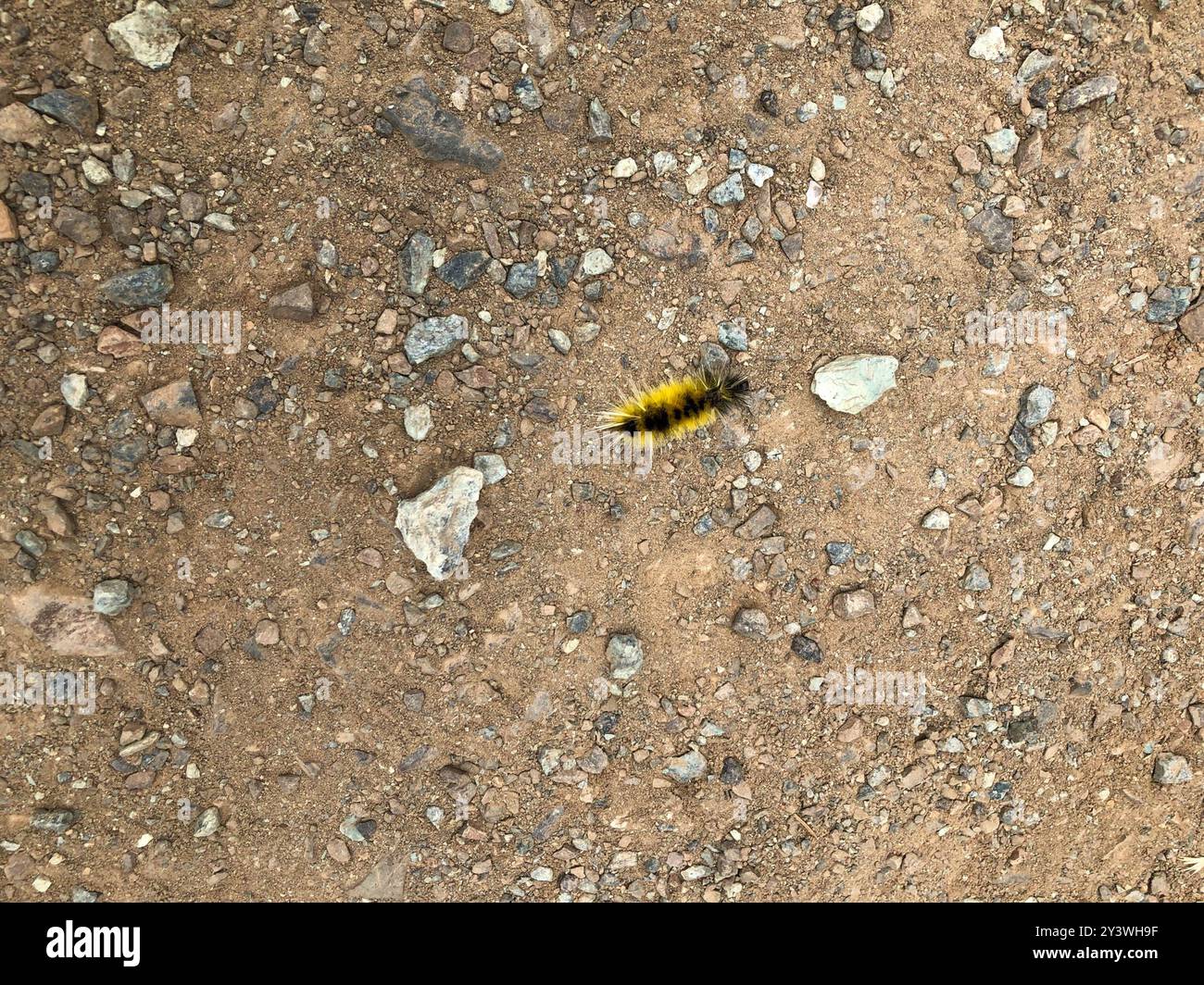 Spotted Tussock Moth (Lophocampa maculata) Insecta Stock Photo - Alamy