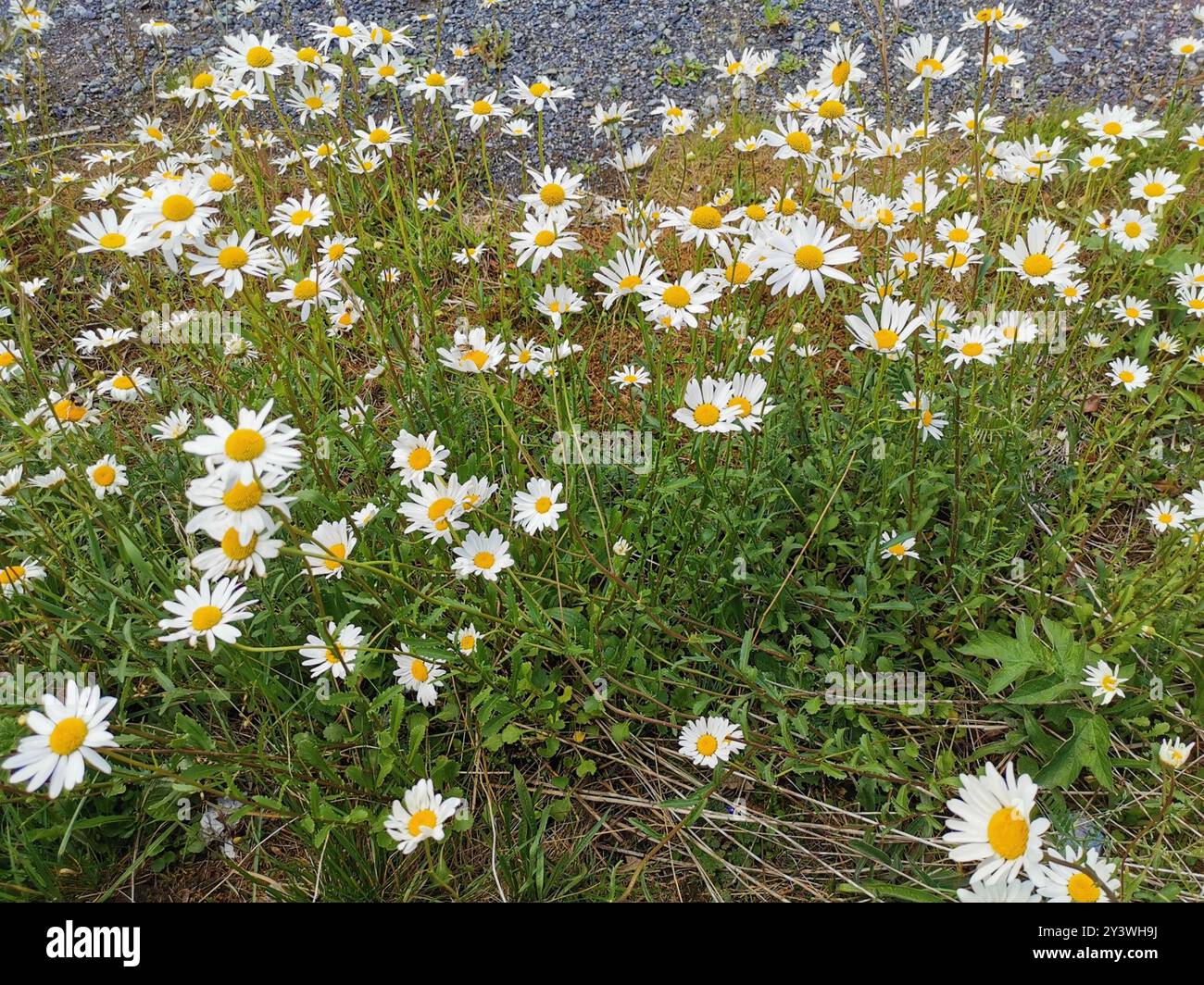 oxeye daisy (Leucanthemum vulgare) Plantae Stock Photo - Alamy