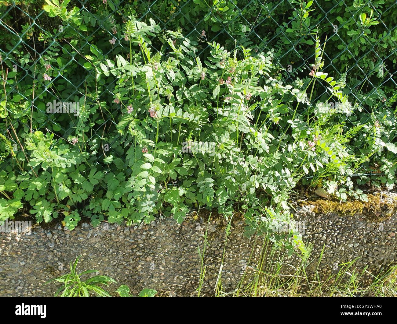 Bush Vetch (Vicia sepium) Plantae Stock Photo - Alamy