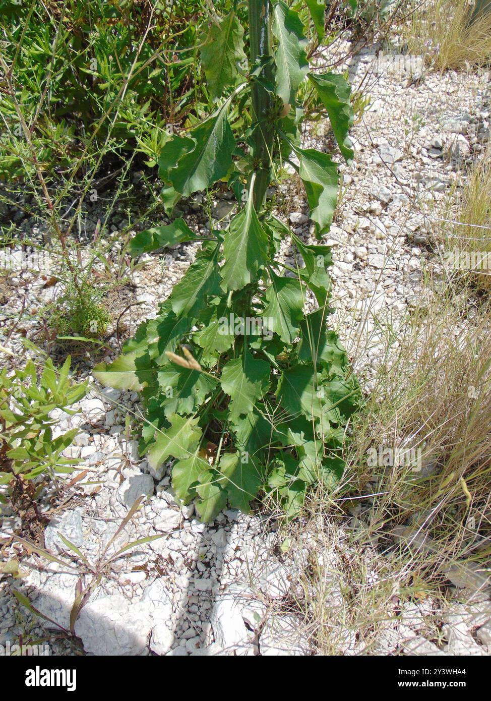 Chimney Bellflower (Campanula pyramidalis) Plantae Stock Photo - Alamy