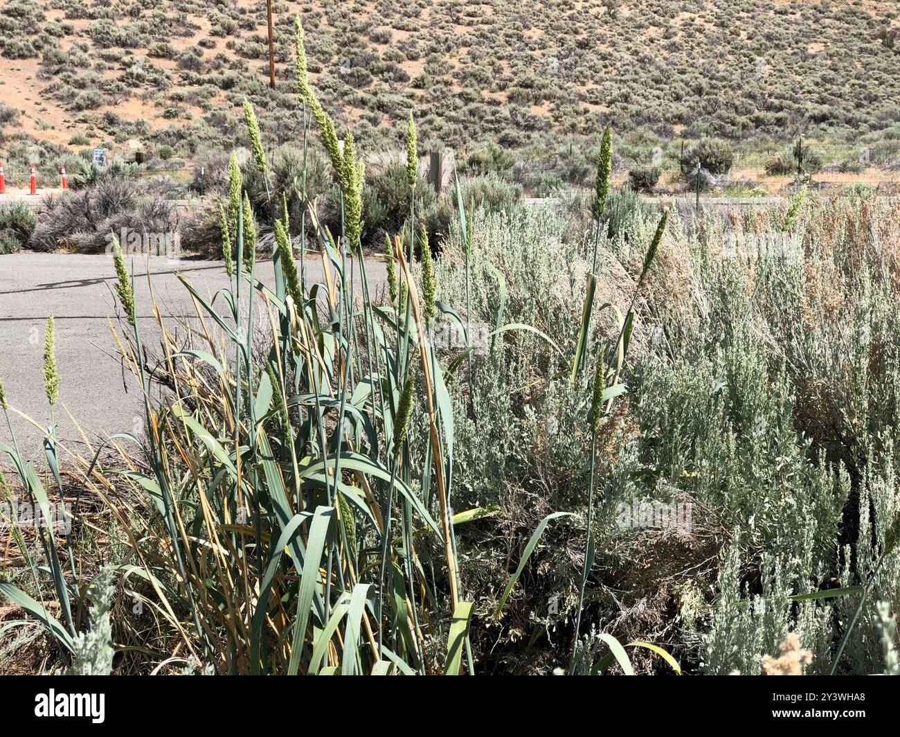 giant wild rye (Leymus condensatus) Plantae Stock Photo - Alamy