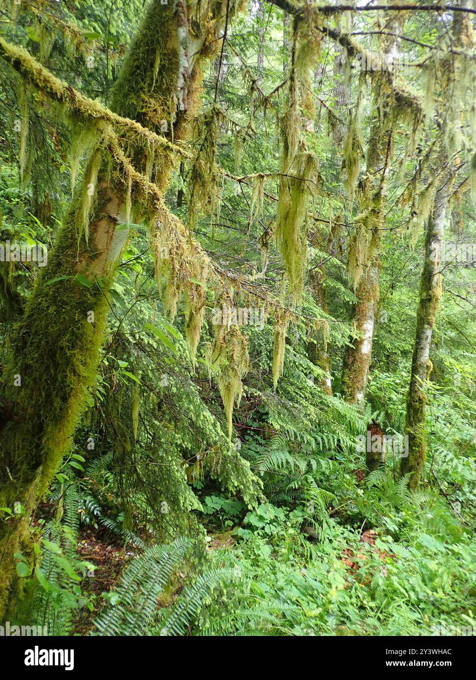 Cat's Tail Moss (Pseudisothecium stoloniferum) Plantae Stock Photo - Alamy