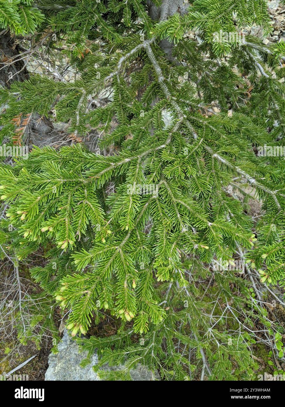subalpine fir (Abies lasiocarpa) Plantae Stock Photo - Alamy