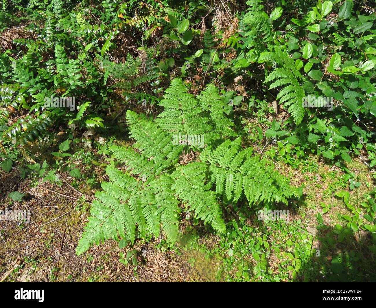 common bracken (Pteridium aquilinum) Plantae Stock Photo - Alamy