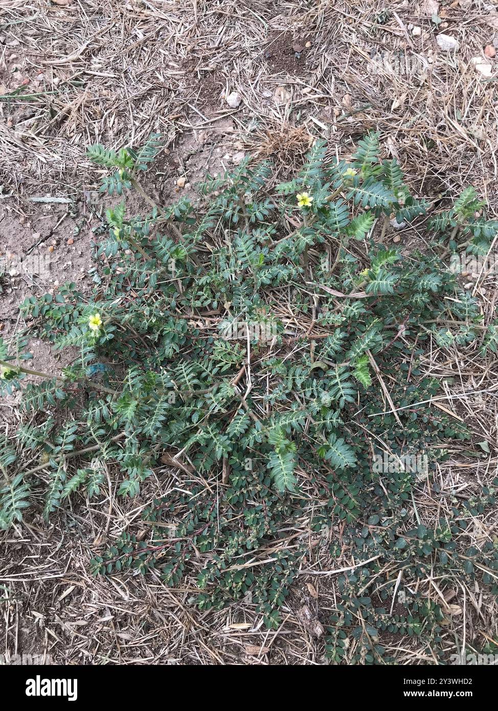 puncture vine (Tribulus terrestris) Plantae Stock Photo - Alamy