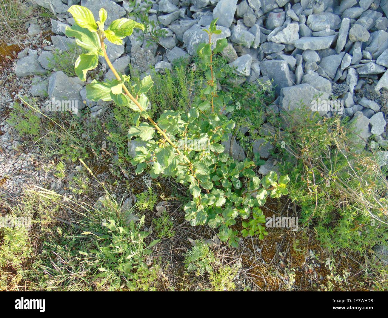(Frangula rupestris) Plantae Stock Photo - Alamy