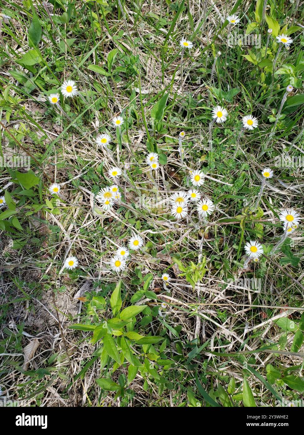 common robin's-plantain (Erigeron pulchellus pulchellus) Plantae Stock ...