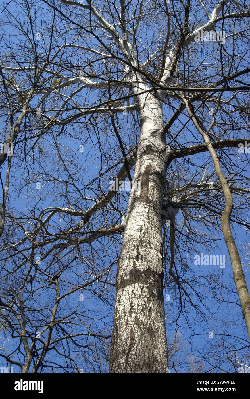 white poplar (Populus alba) Plantae Stock Photo - Alamy