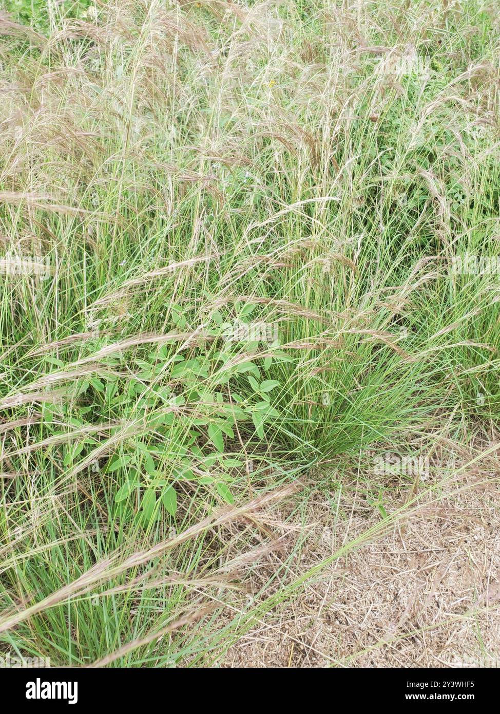 Purple Threeawn (Aristida purpurea) Plantae Stock Photo - Alamy