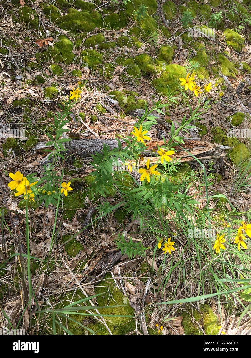 Greater Tickseed (Coreopsis major) Plantae Stock Photo - Alamy