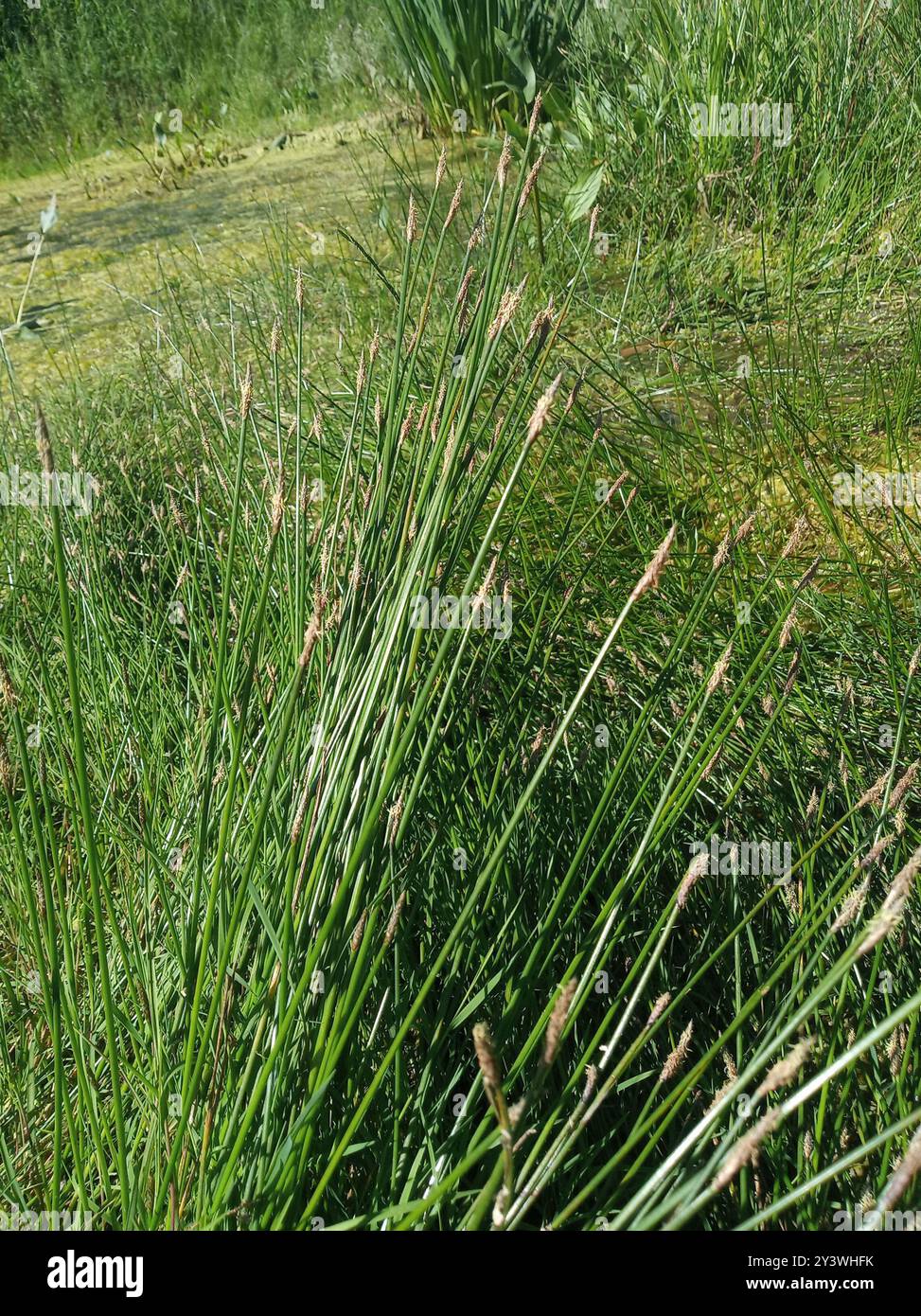 Common Spike-rush (Eleocharis palustris) Plantae Stock Photo - Alamy