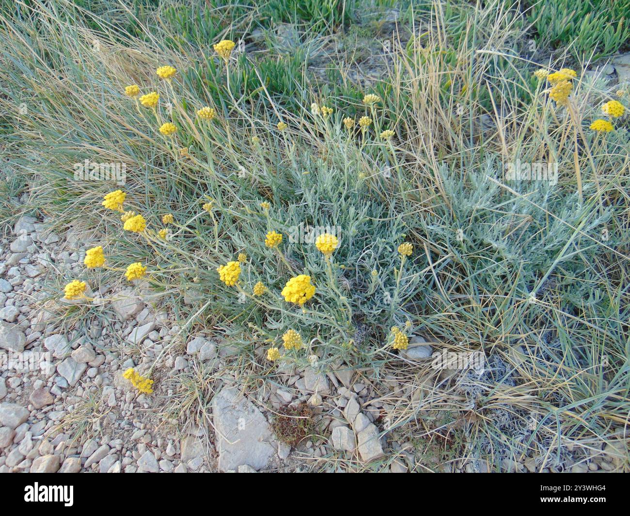 curry plant (Helichrysum italicum) Plantae Stock Photo - Alamy