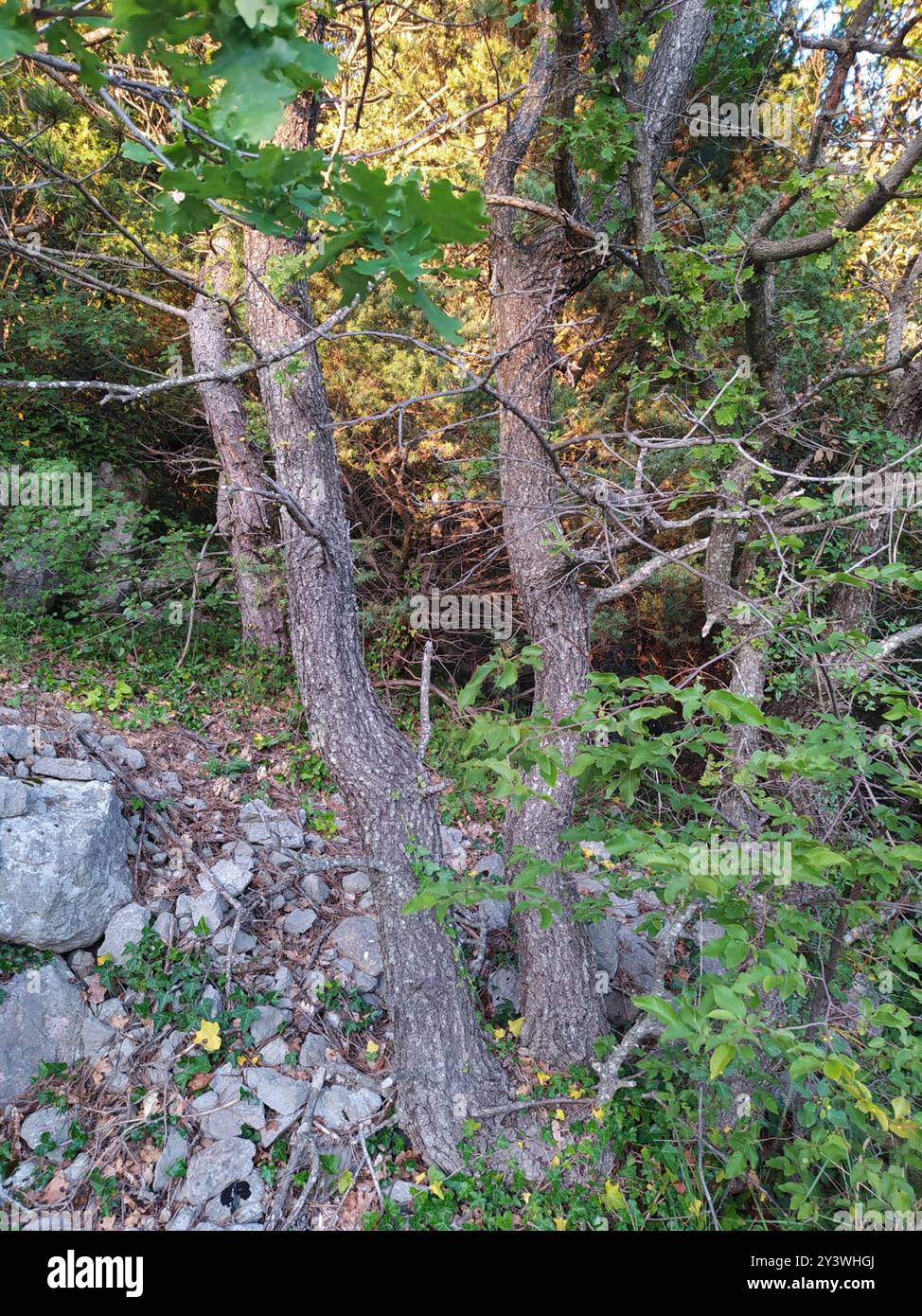downy oak (Quercus pubescens) Plantae Stock Photo - Alamy