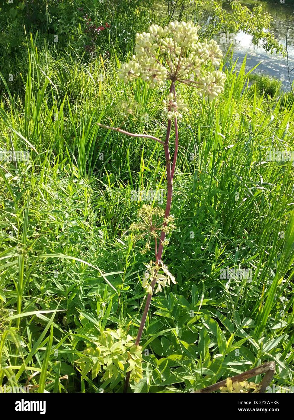 purple-stemmed angelica (Angelica atropurpurea) Plantae Stock Photo - Alamy