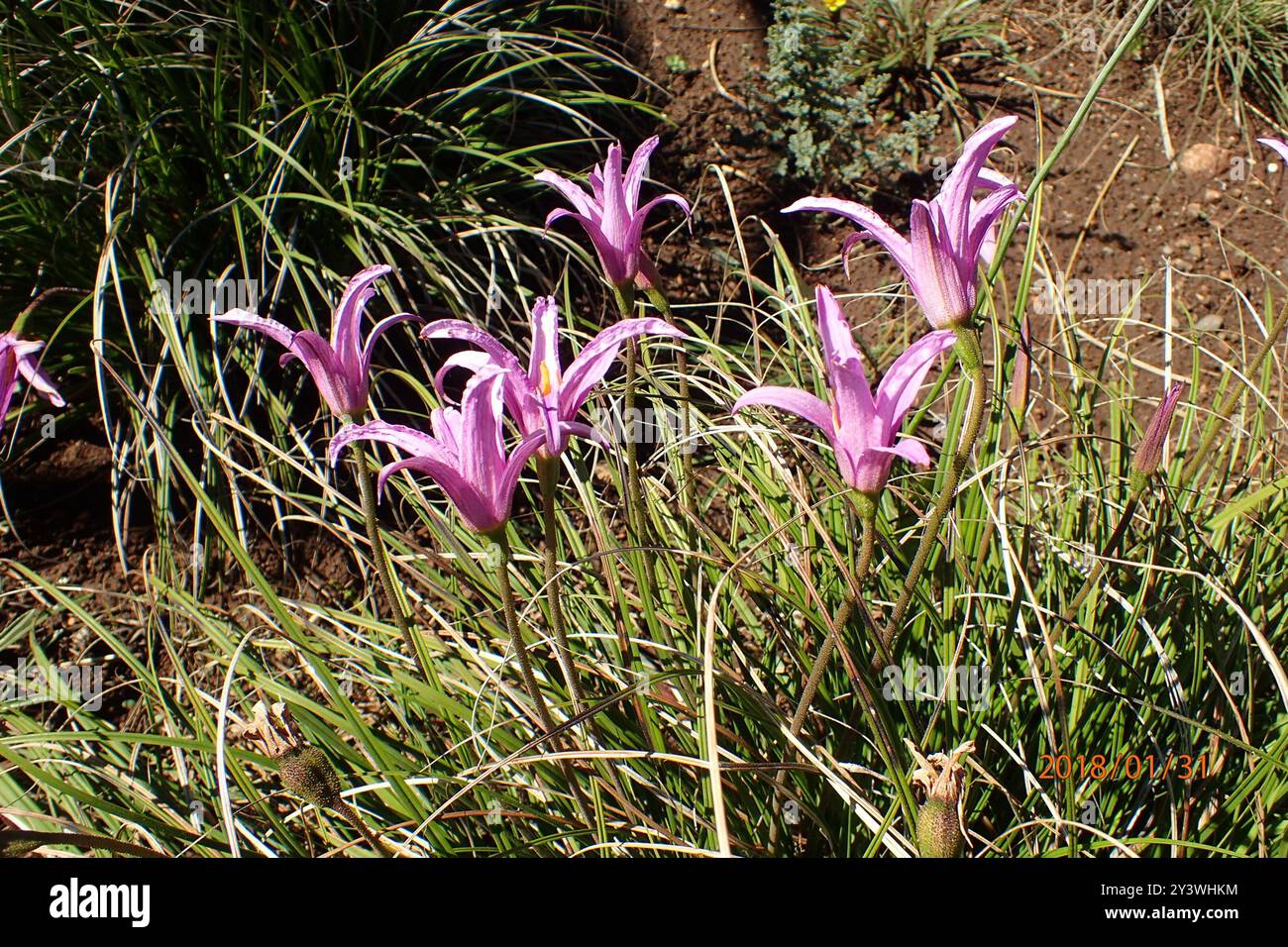 Small Monkeytail (Xerophyta viscosa) Plantae Stock Photo - Alamy