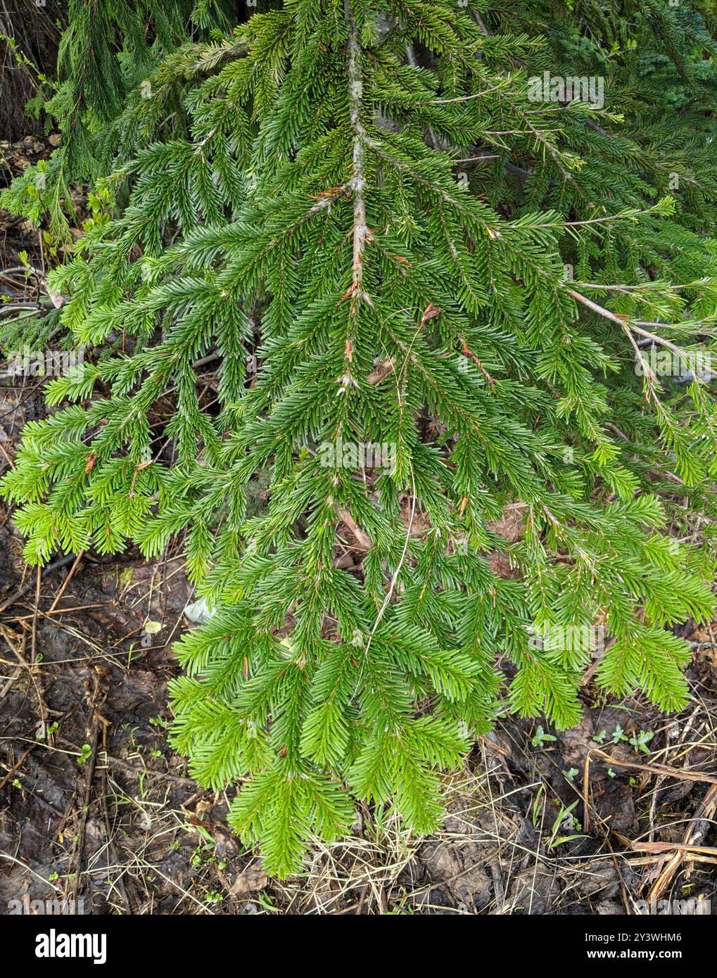 Pacific silver fir (Abies amabilis) Plantae Stock Photo - Alamy