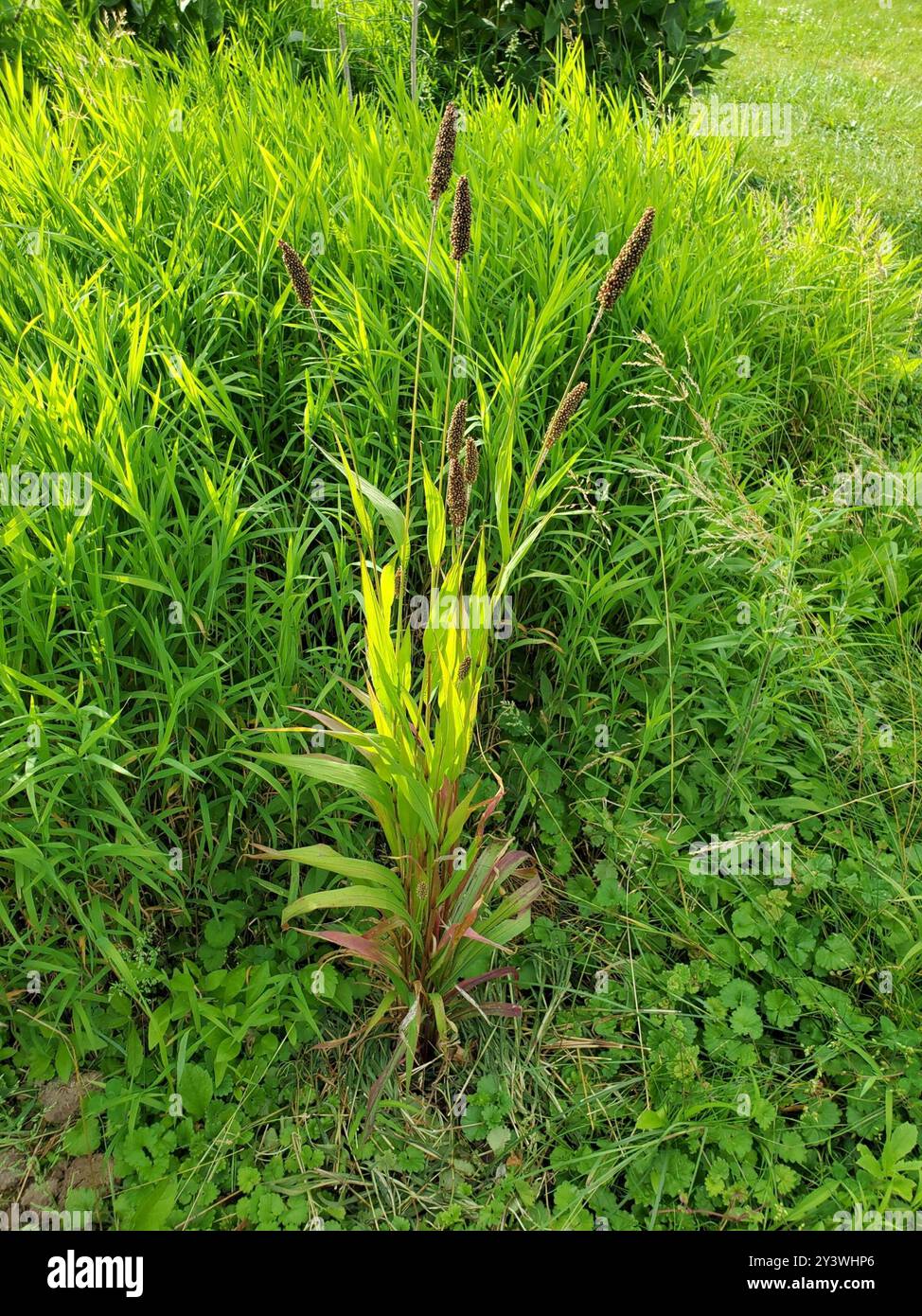 monocots (Liliopsida) Plantae Stock Photo - Alamy