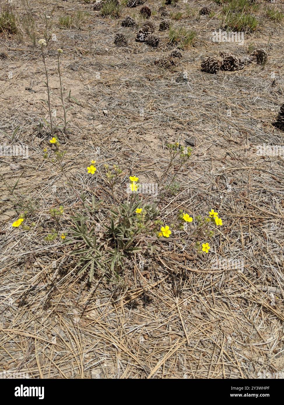 slender cinquefoil (Potentilla gracilis) Plantae Stock Photo - Alamy