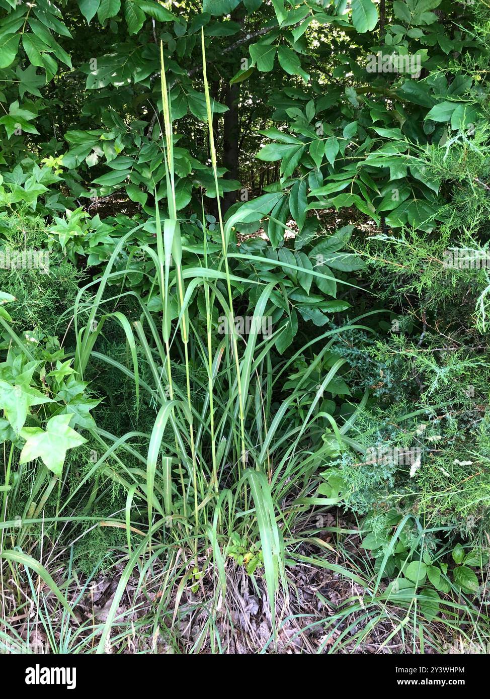 eastern gamagrass (Tripsacum dactyloides) Plantae Stock Photo - Alamy