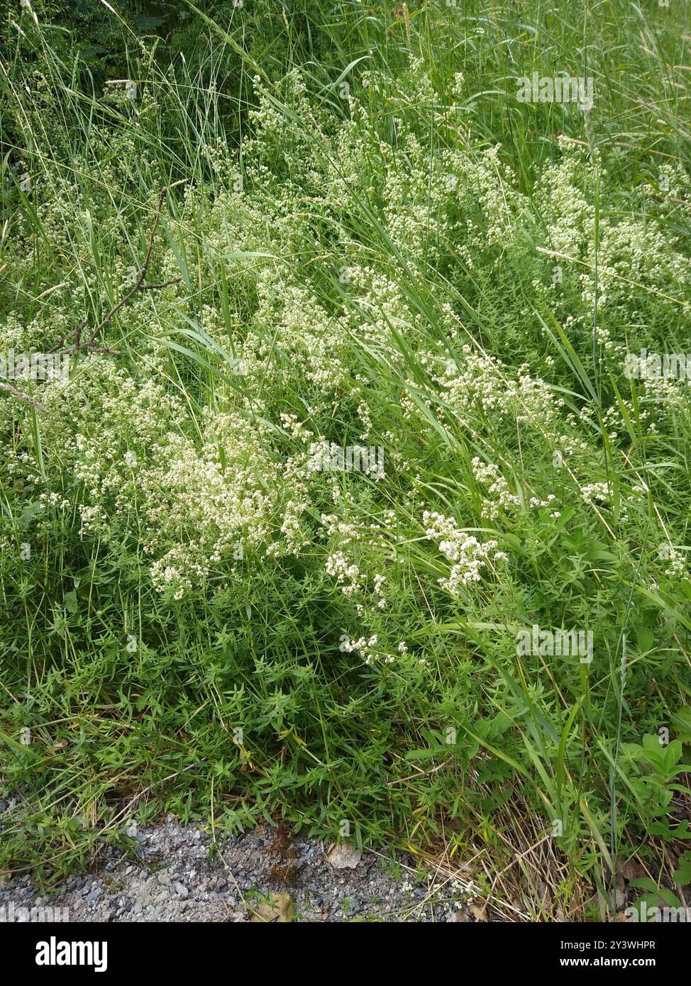 Northern Bedstraw (Galium boreale) Plantae Stock Photo - Alamy