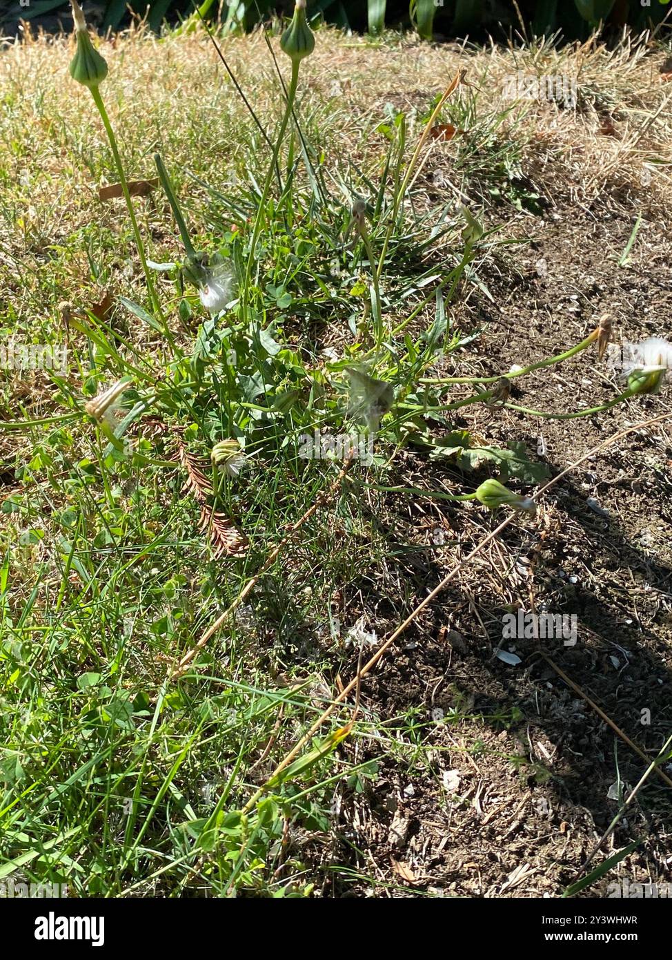 False Hawkbit (Urospermum picroides) Plantae Stock Photo - Alamy