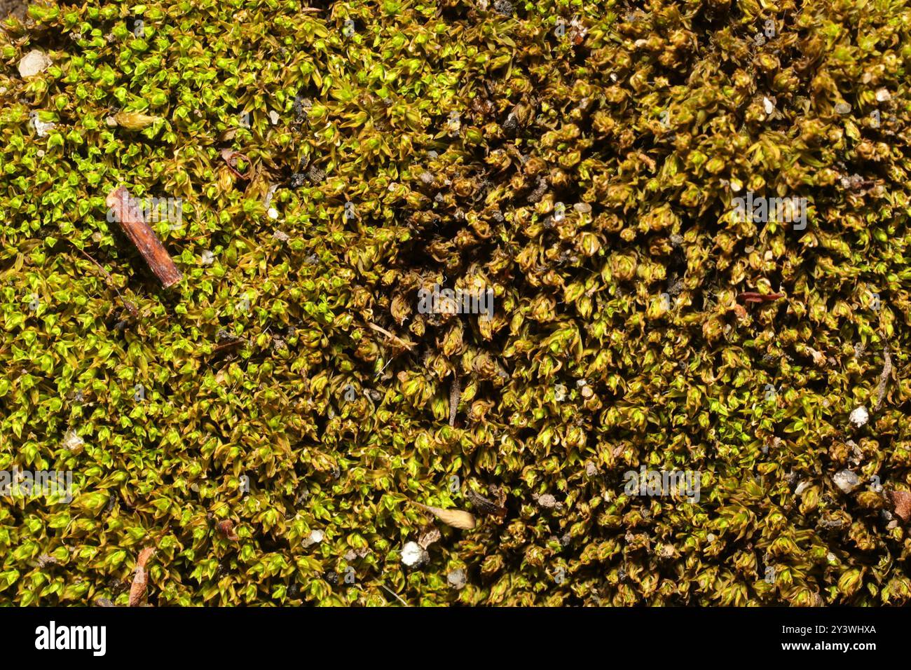 Bird's-Claw Beard-Moss (Barbula unguiculata) Plantae Stock Photo - Alamy