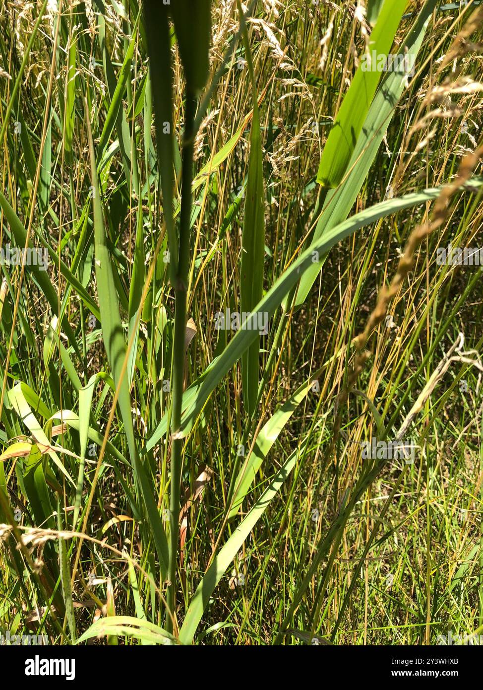 grasses (Poaceae) Plantae Stock Photo - Alamy