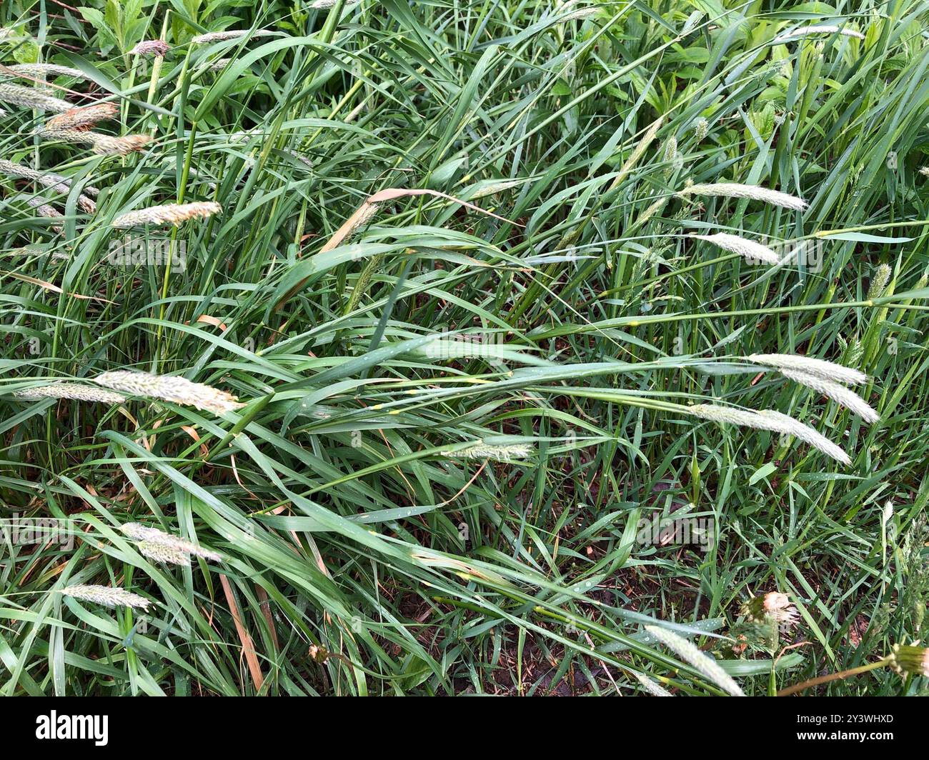 Meadow Foxtail (Alopecurus pratensis) Plantae Stock Photo - Alamy