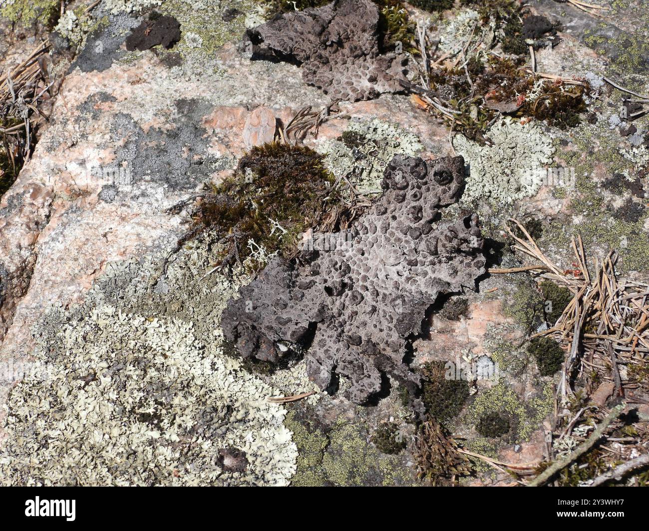 (Lasallia pustulata) Fungi Stock Photo - Alamy