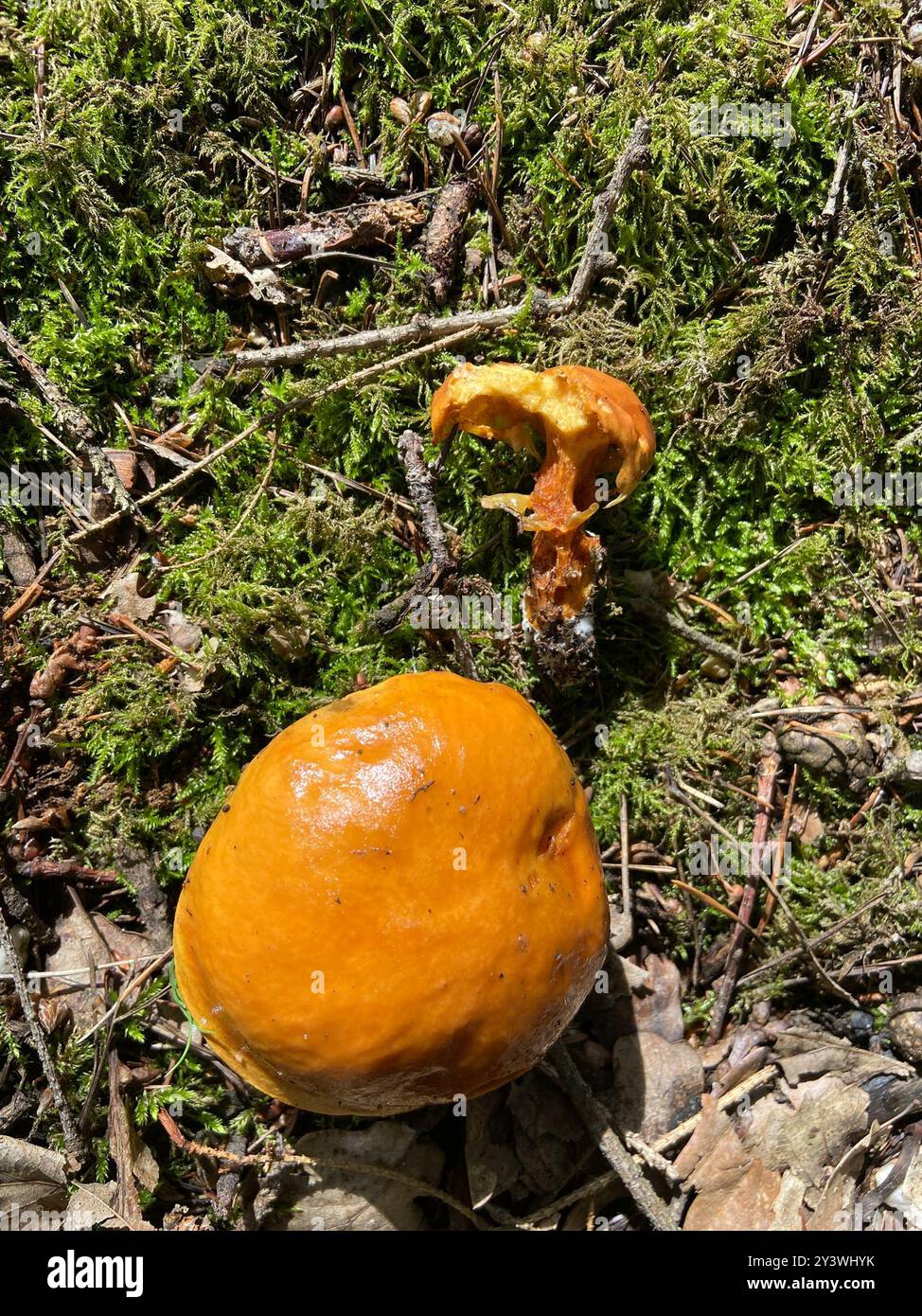 Larch Bolete (Suillus grevillei) Fungi Stock Photo - Alamy