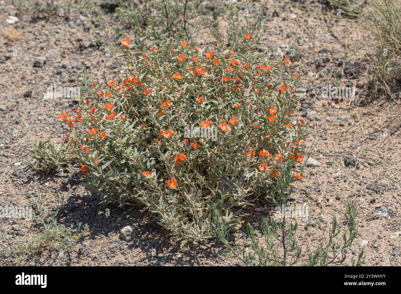 narrowleaf globemallow (Sphaeralcea angustifolia) Plantae Stock Photo ...